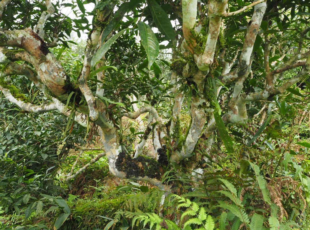 Cây chè Việt Nam