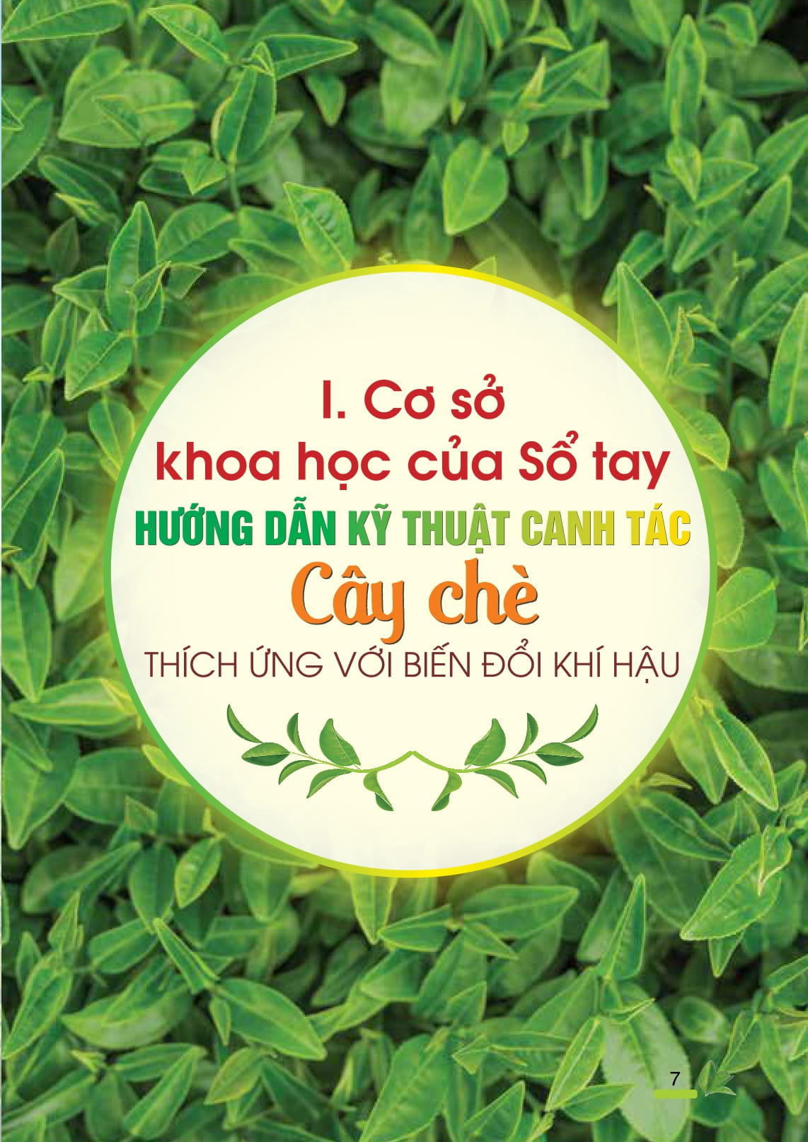 Sổ tay hướng dẫn canh tác cây chè - P.1 Cây chè