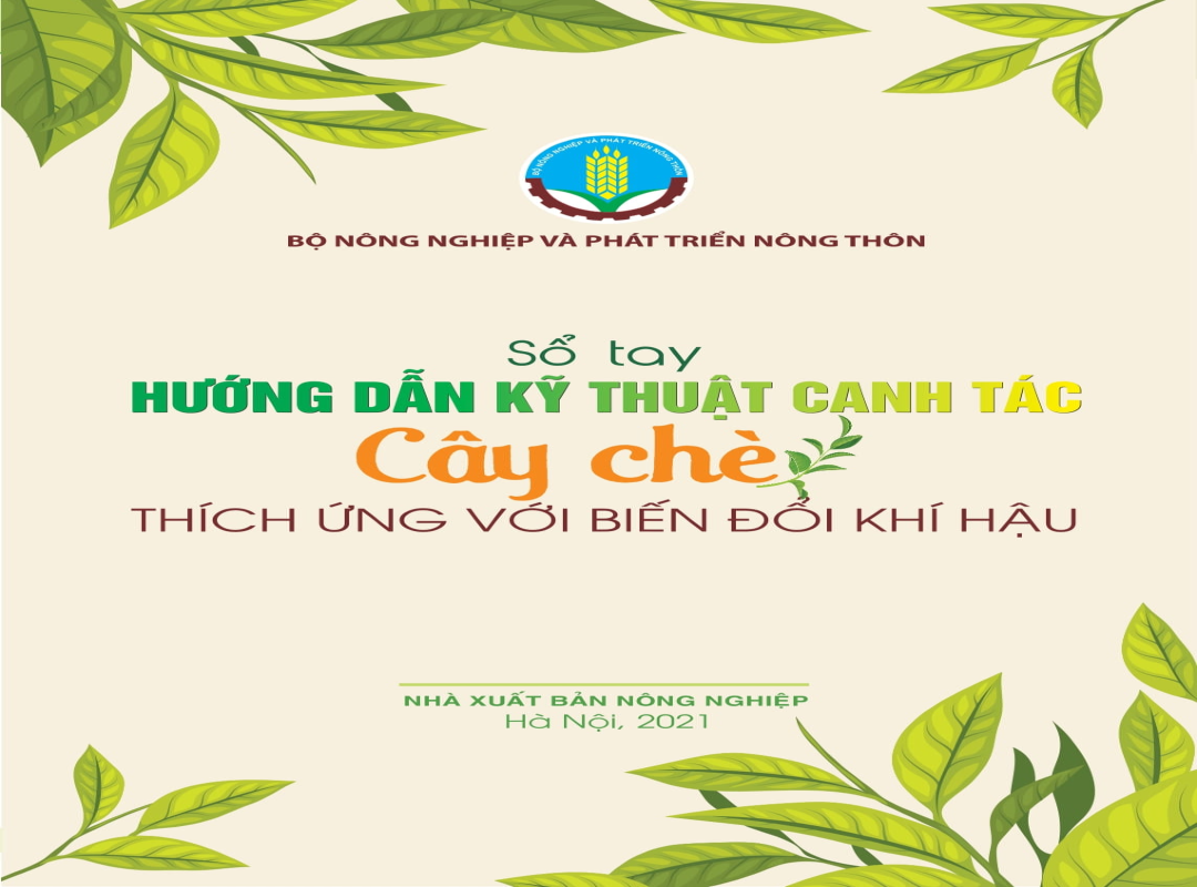 Cây chè - Song Hỷ Trà
